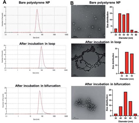 A Hydrodynamic Diameter Of Polystyrene Nanoparticles Ps Nps Before