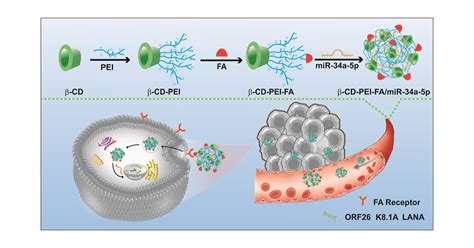 Delivery Of Mir 34a 5p By Folic Acid Modified β Cyclodextrin Grafted Polyethylenimine Copolymer