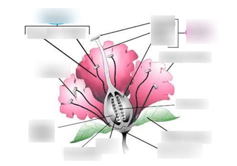 Labeling Flower Parts Local Flora Diagram Quizlet
