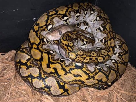 75 Super Dwarf Het Anery Poss Het Snow Reticulated Python By Shaw Reptiles Morphmarket