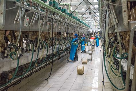 В Тюменской области открыта крупная молочнотоварная ферма на 1240 голов КРС в блоге Новые и