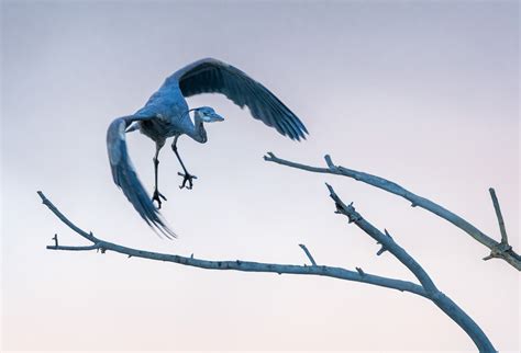 The Essential Guide To Composition In Bird Photography Nature Ttl