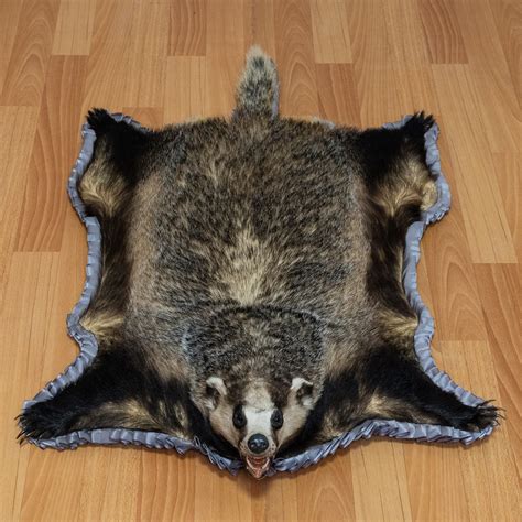 Eurasian Badger Taxidermy Rug Mount With Head Mounted Pelt Fur Skin