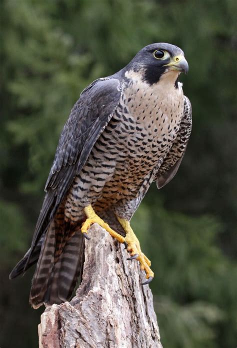 Falcon Madeira Weekly