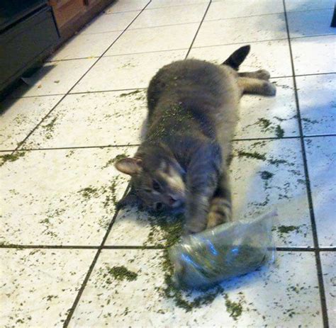 45 Funny Pics Of Cats High On Catnip Bored Panda