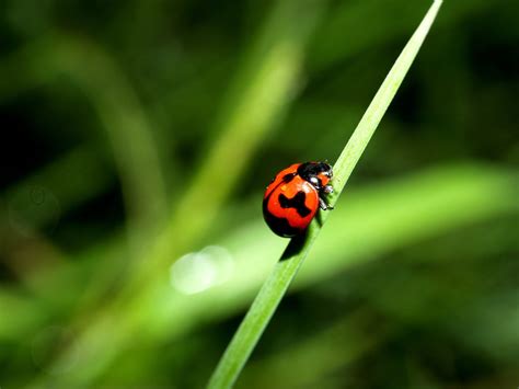 Google Project Zero Discovers A Cache Invalidation Bug In Linux Memory