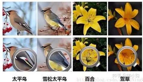 《transfg： A Transformer Architecture For Fine Grained Recognition》论文详解 知乎