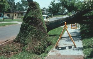 Below Ground Attributes Site Analysis Planting Landscape Plants Edward F Gilman UF IFAS