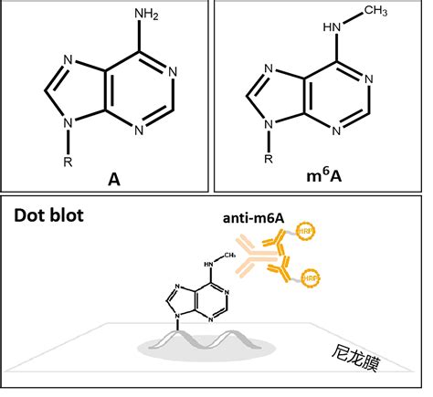Rna上n6 腺嘌呤甲基化 M6a 修饰的检测 —bio 101