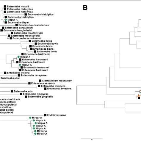 Overview Of The Assay Schematic Representation Of The Amplification Download Scientific