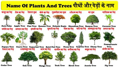 Hindi And Marathi Gk Names Of Trees In English And Hindiपेड़ों के नाम
