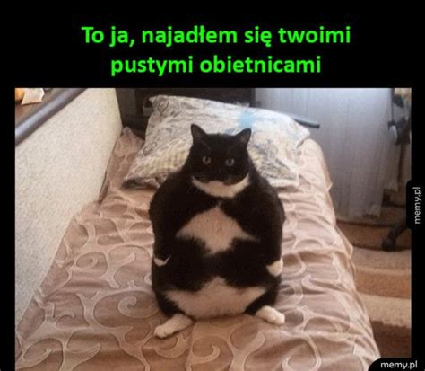 Bardzo Gruby Kot Memy Pl