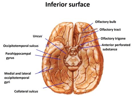 Telencéfalo Partes Características Y Funciones Estructuras Sbagses
