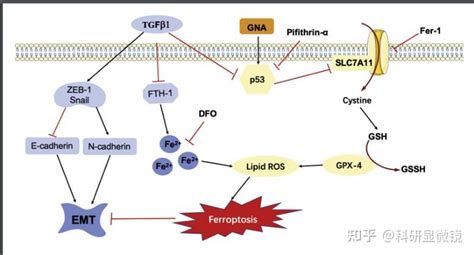 想要展示分子机制图和假说示意图，却不知道如何下手。这些大佬的参考图一定不能错过！ 知乎