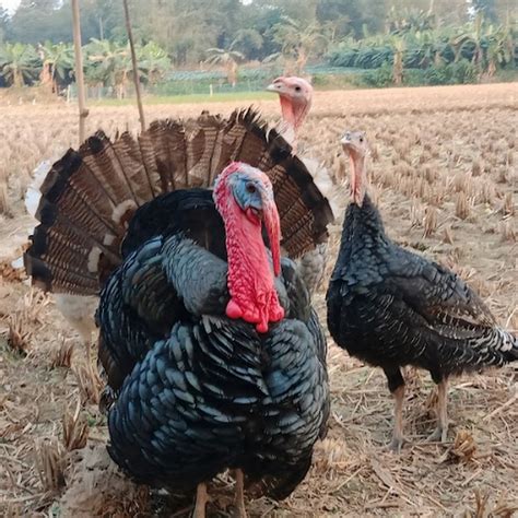 শখের হাস মুরগি ২০২৫ Youtube