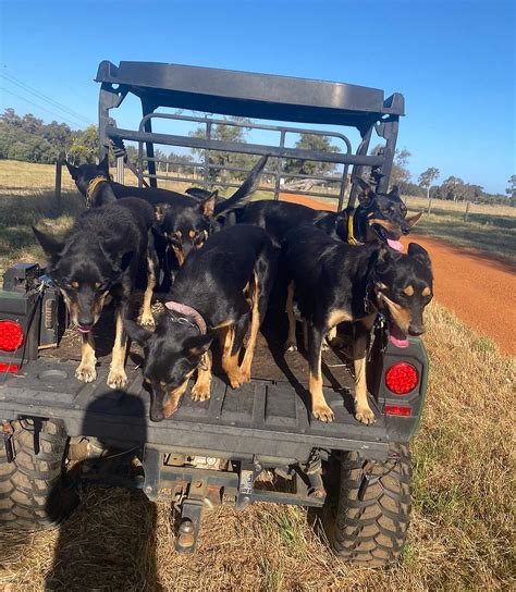 The Story Behind The Name Shimmy Downs Kelpies