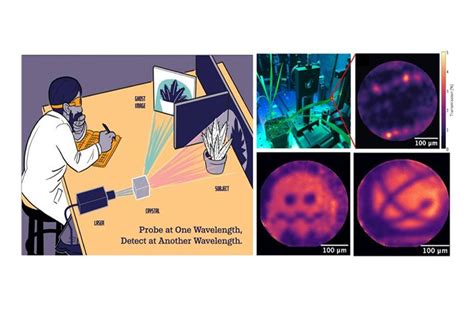 infrared quantum ghost imaging illuminates—but doesn t disturb—living