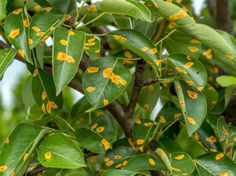 Common Garden Pests And Diseases And How To Deal With Them Petal Republic