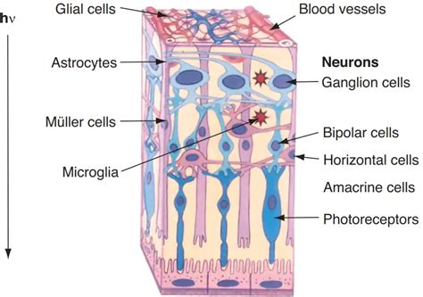 Bipolar Neuron Eye