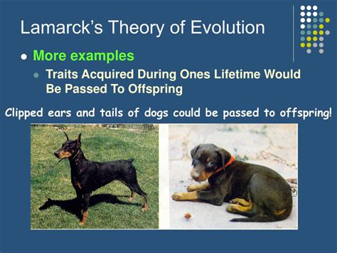 Ppt Lamarck Vs Darwin Powerpoint Presentation Free Download Id