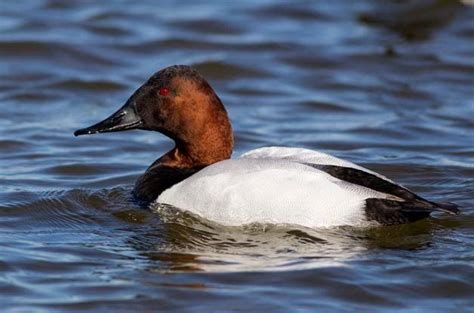 Duck Identification Canvasback Vs Redhead
