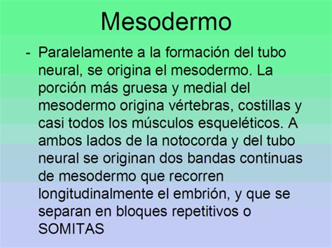 Mesodermo