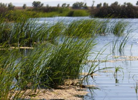 Free Images Nature Marsh Wetlands Swamp Field Lawn Meadow