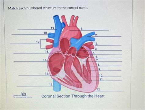 Solved Match Each Numbered Structure To The Correct Name