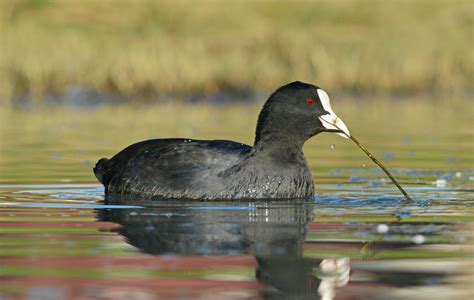 Водоплавающая черная птица 74 фото красивые фото и картинки Pofoto Club