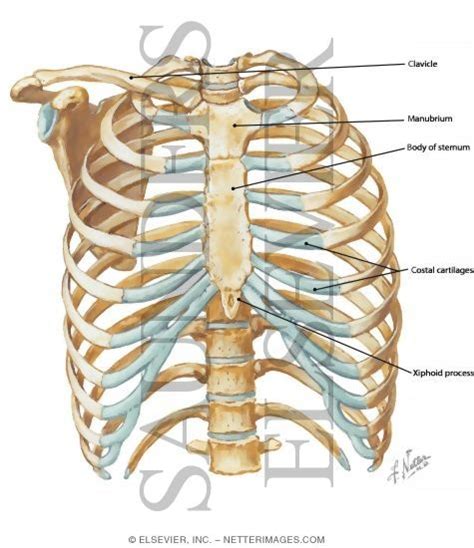 Anterior Chest Wall
