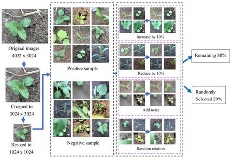 an instance segmentation based method to obtain the leaf age and plant centre of weeds in
