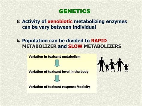 Ppt Metabolism Biotransformation Of Toxicants Powerpoint