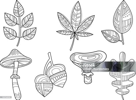 손으로 그린 식물 나뭇잎 흑백 버섯 및 도토리 벡터 일러스트 레이 션의 컬렉션 0명에 대한 스톡 벡터 아트 및 기타 이미지 0명 나무 디자인 Istock