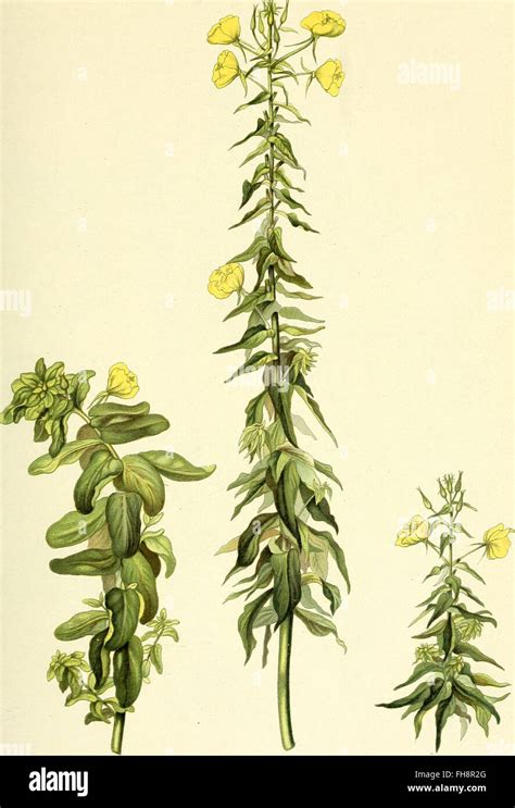 Mutation Theory Experiments And Observations On The Origin Of Species