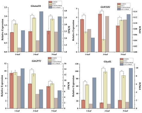 Exploring Metabolic Pathways And Gene Mining During Cotton Flower Bud Differentiation Stages