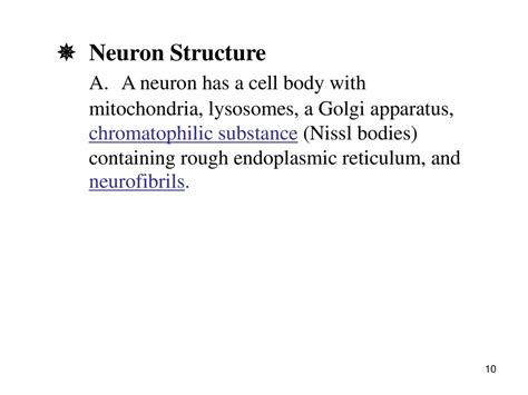 Nervous System Ppt Download