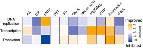 Dna Replication Transcription And Translation Chart