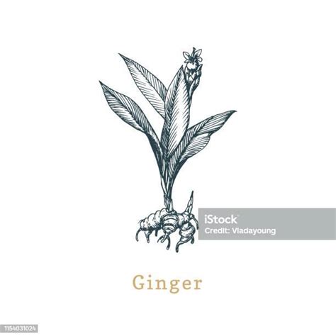 벡터 생강 스케치입니다 조각 스타일에 향신료 허브를 그려 유기 에코 식물의 식물 그림 생강에 대한 스톡 벡터 아트 및 기타 이미지 Istock