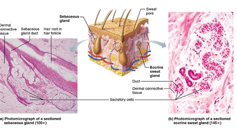 Sudoriferous Gland Slide