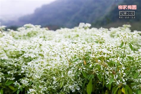 南投旅遊柳家梅園踏雪尋梅 免費參觀景點 風櫃斗梅花開了沒 好吃的梅子雞火鍋 陳小可的吃喝玩樂