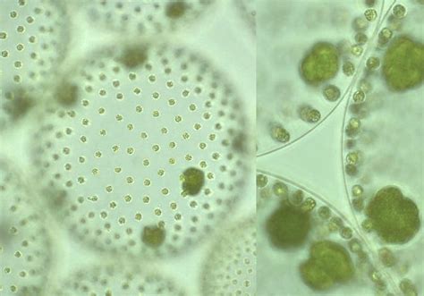 Protist Images Volvox Carteri