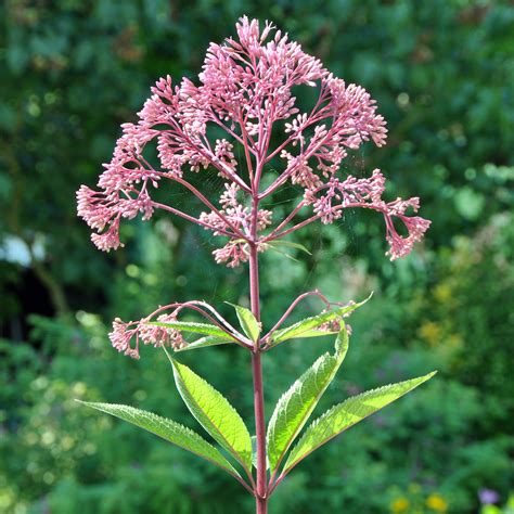 Eupatorium Maculatum Spotted Joe Pye Weed Keystone Wildflowers