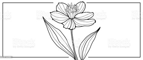 섬세한 꽃이 있는 흑백 꽃 그림 색칠하기 책 장식 표지 배경 엽서 및 프레젠테이션을 위한 삽화 꽃 나무에 대한 스톡 벡터 아트 및 기타 이미지 Istock