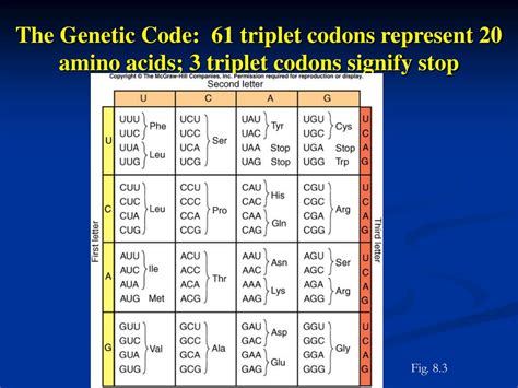 Ppt A Triplet Codon Represents Each Amino Acid Powerpoint