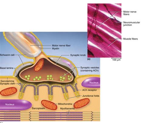 Skeletal Muscle Structure And Function Ch 8 Flashcards Quizlet