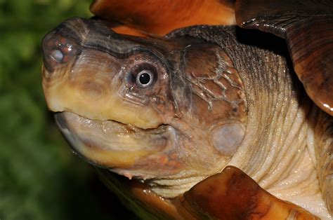Palawan Forest Turtle — Asian Species Action Partnership Asap