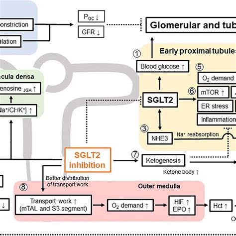 The Pleiotropic Effects Of Sglt2 Inhibition Download Scientific Diagram