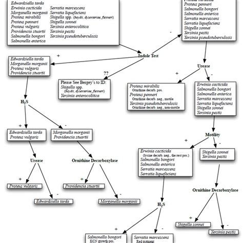 Biochemical Tests To Identify Enterobacteriaceae That Are Non Lactose