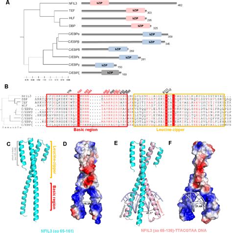 Figure 1 From Structural Basis For Specific Dna Sequence Recognition By