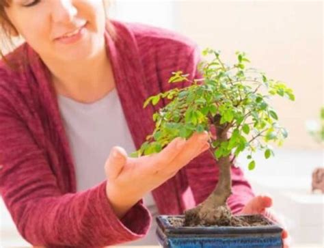 7 Effective Ways To Repair A Tree With A Split Trunk